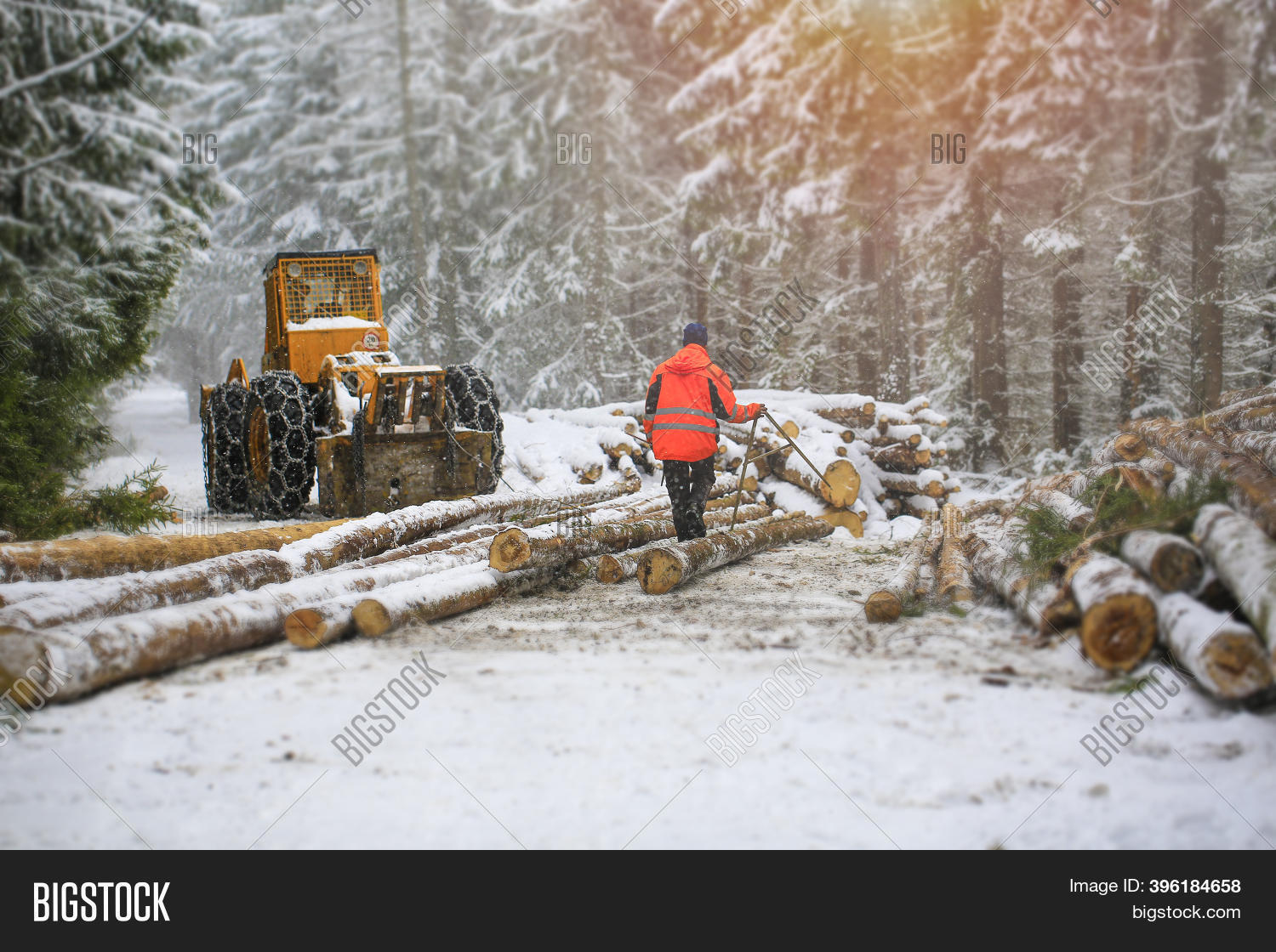Man Work Forest. Image & Photo (Free Trial) | Bigstock