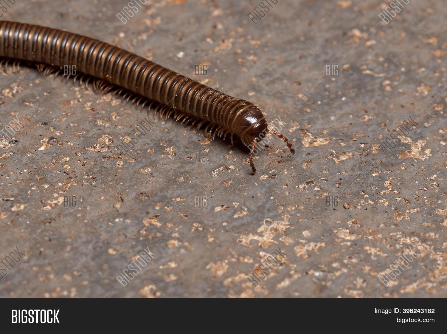 Parajulid Millipede Image & Photo (Free Trial) | Bigstock