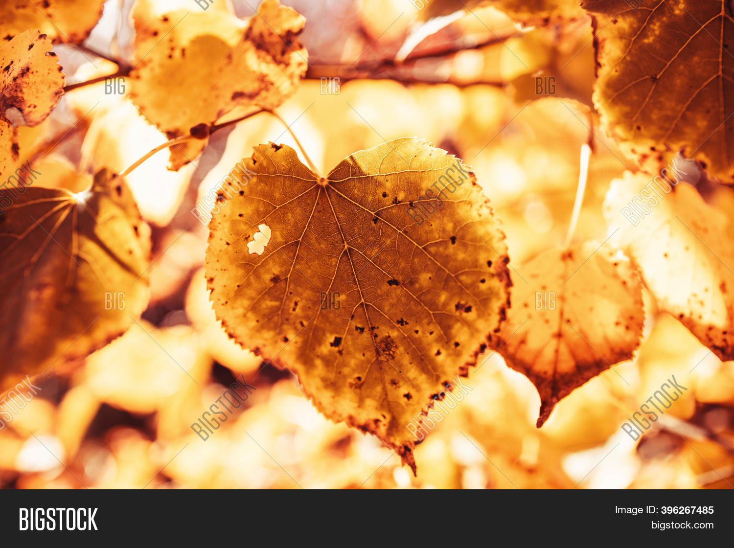 Beautiful Golden Image & Photo (Free Trial) | Bigstock