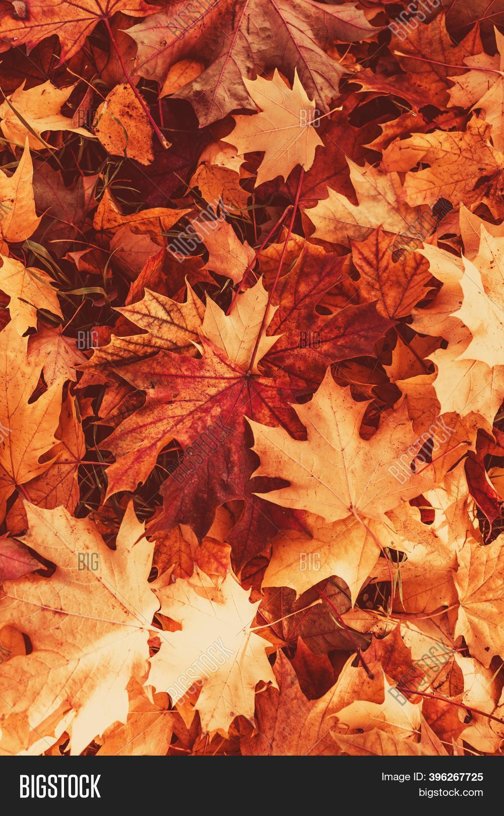 Beautiful Golden Image & Photo (Free Trial) | Bigstock