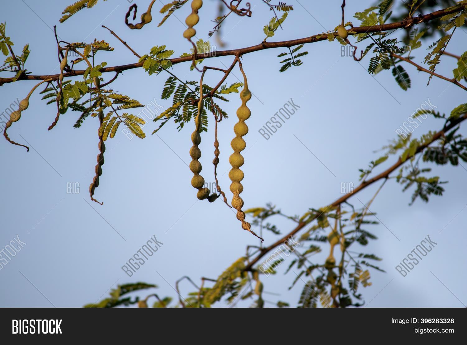 Egyptian Thorn Tree