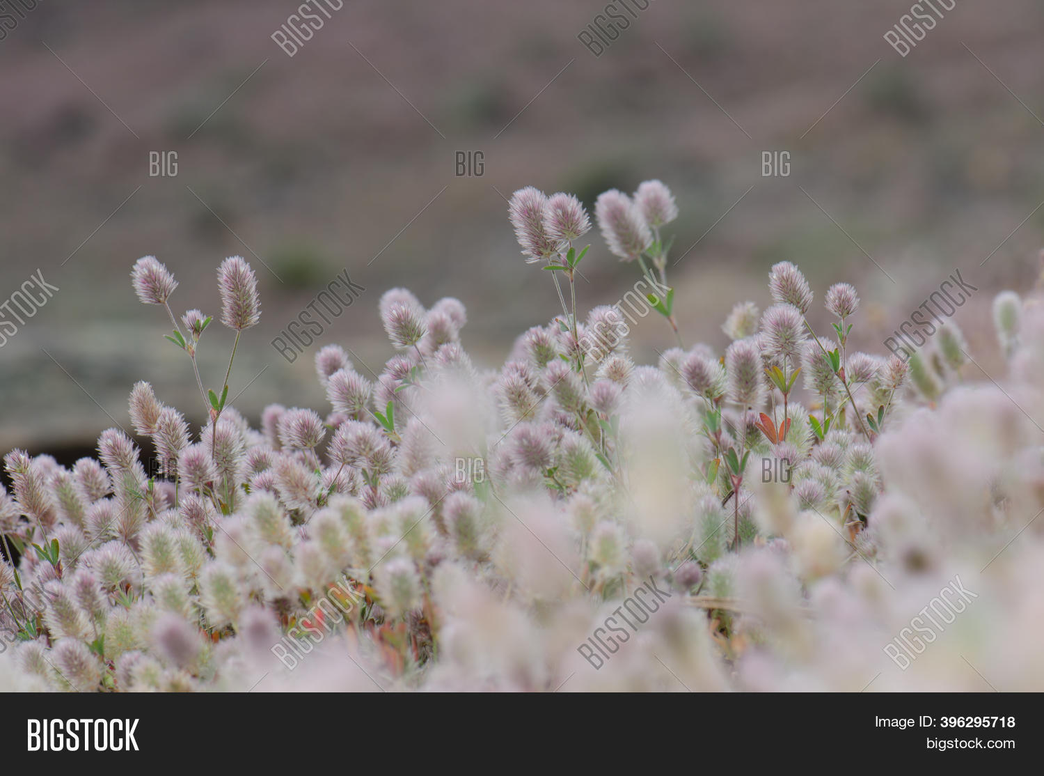Flowers Hares-foot Image & Photo (Free Trial) | Bigstock