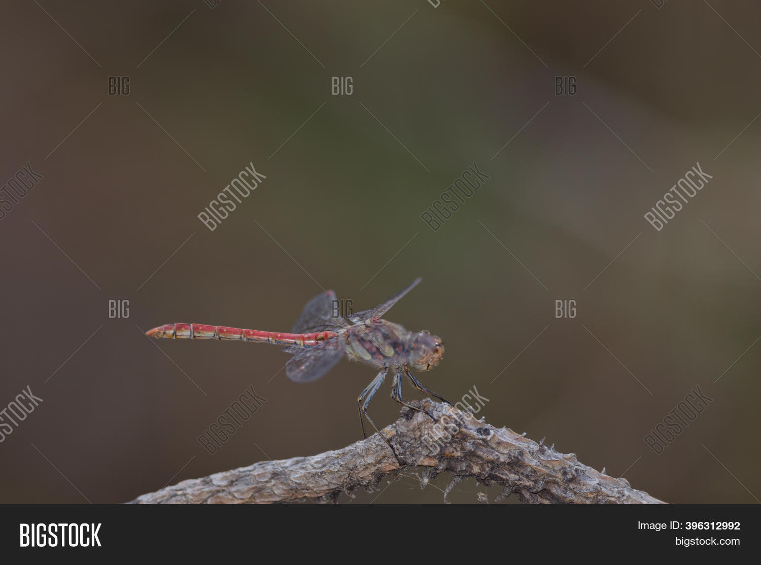 Female Island Darter Image & Photo (Free Trial) | Bigstock