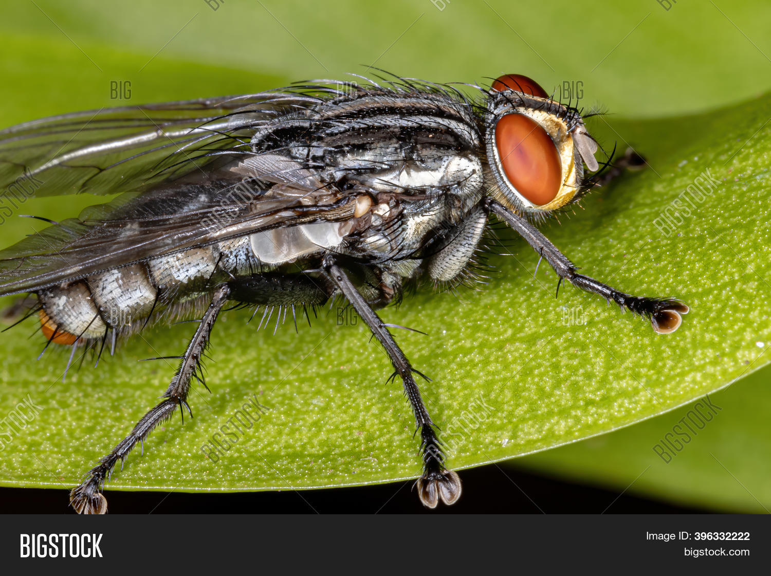 Flesh Fly Family Image & Photo (Free Trial) | Bigstock