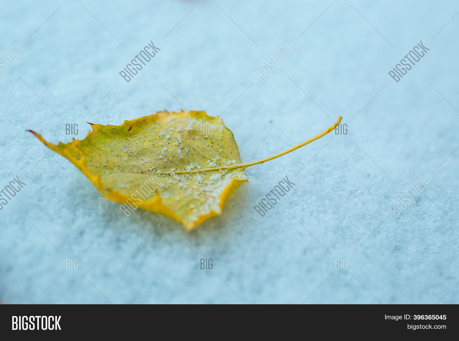 First Snow. Late Fall Image & Photo (Free Trial) | Bigstock