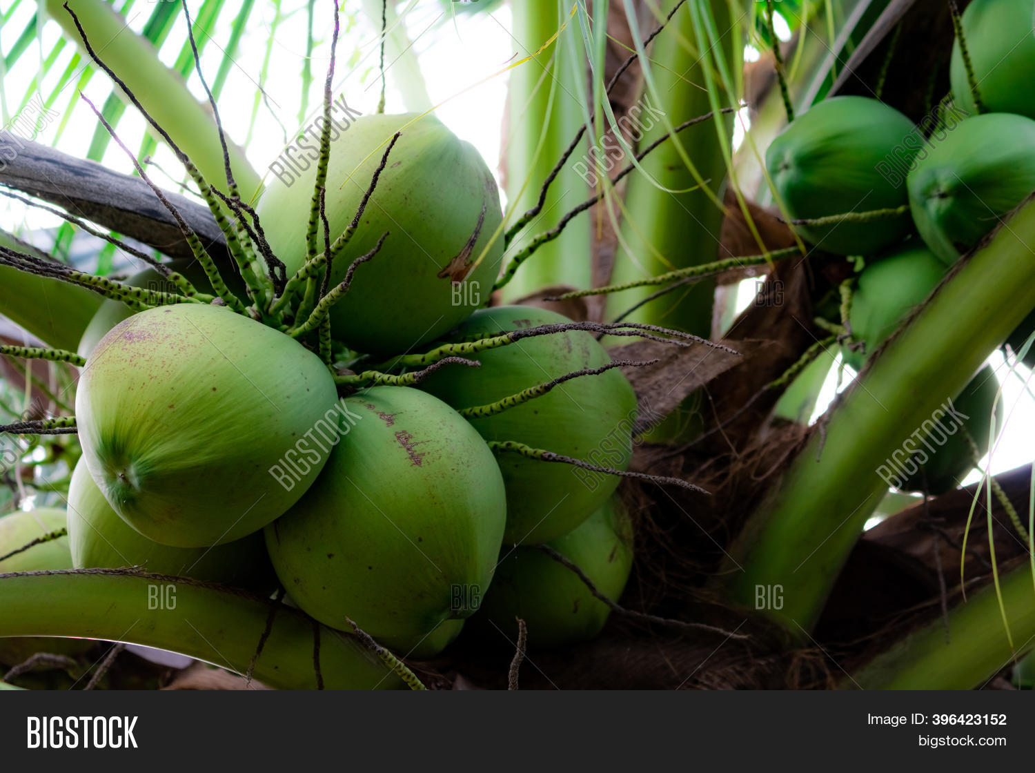 Bunch Coconut On Image & Photo (Free Trial) | Bigstock