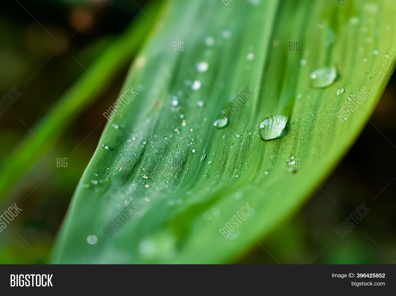 Few Small Drops Water Image & Photo (Free Trial) | Bigstock