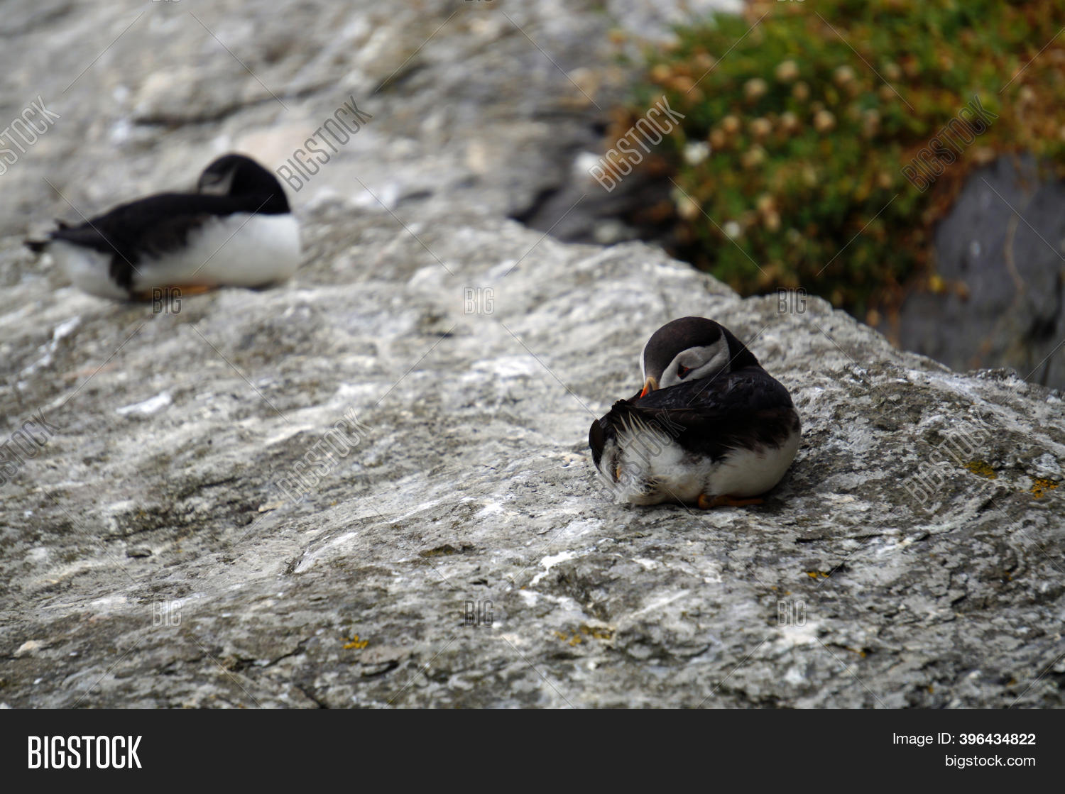 Puffins Skellig Image & Photo (Free Trial) | Bigstock