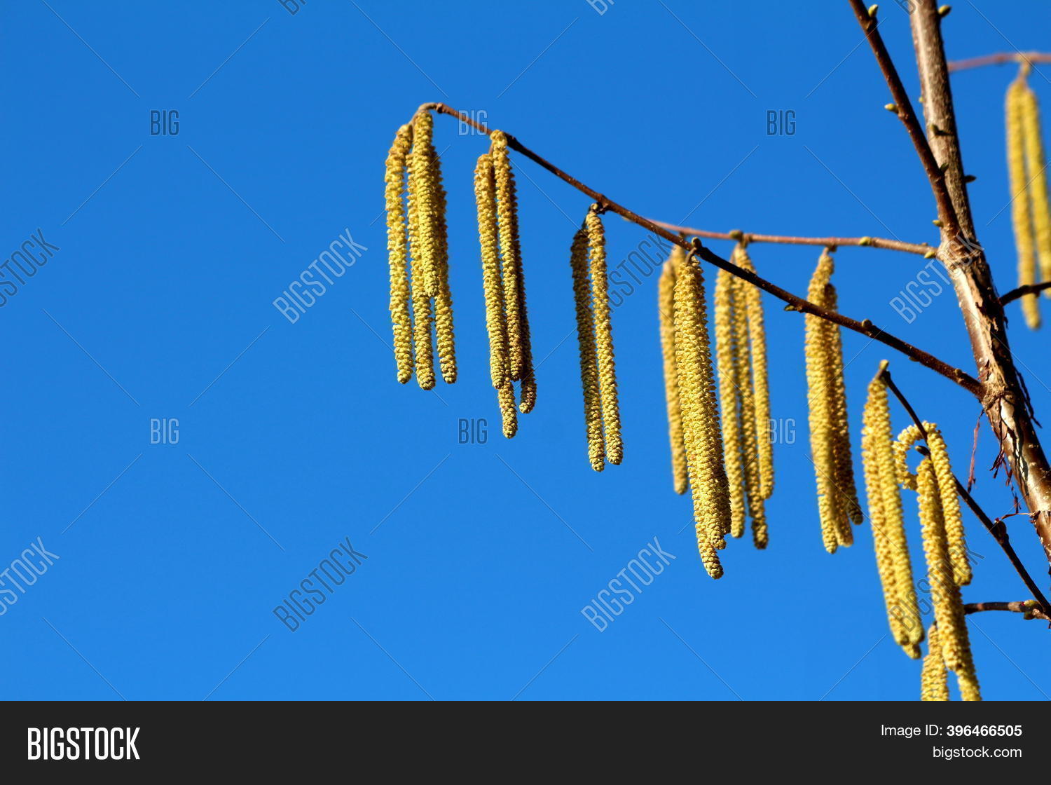 Close Common Hazel Image & Photo (Free Trial) | Bigstock