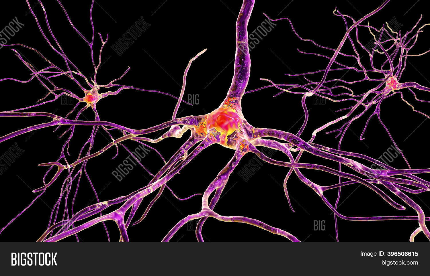 Neurons, 3d Image & Photo (Free Trial) | Bigstock