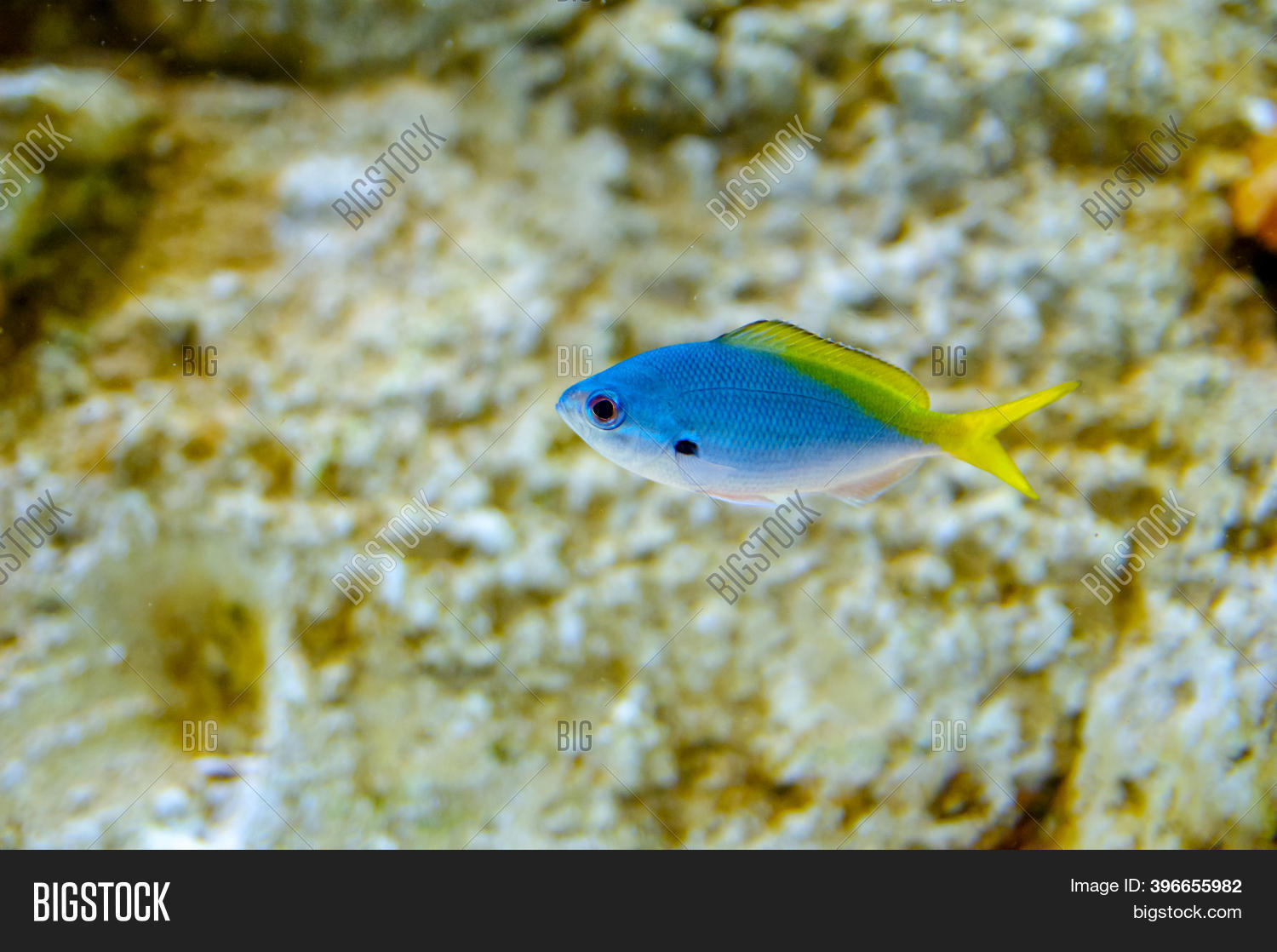 Caesio Teres Fish Image & Photo (Free Trial) | Bigstock