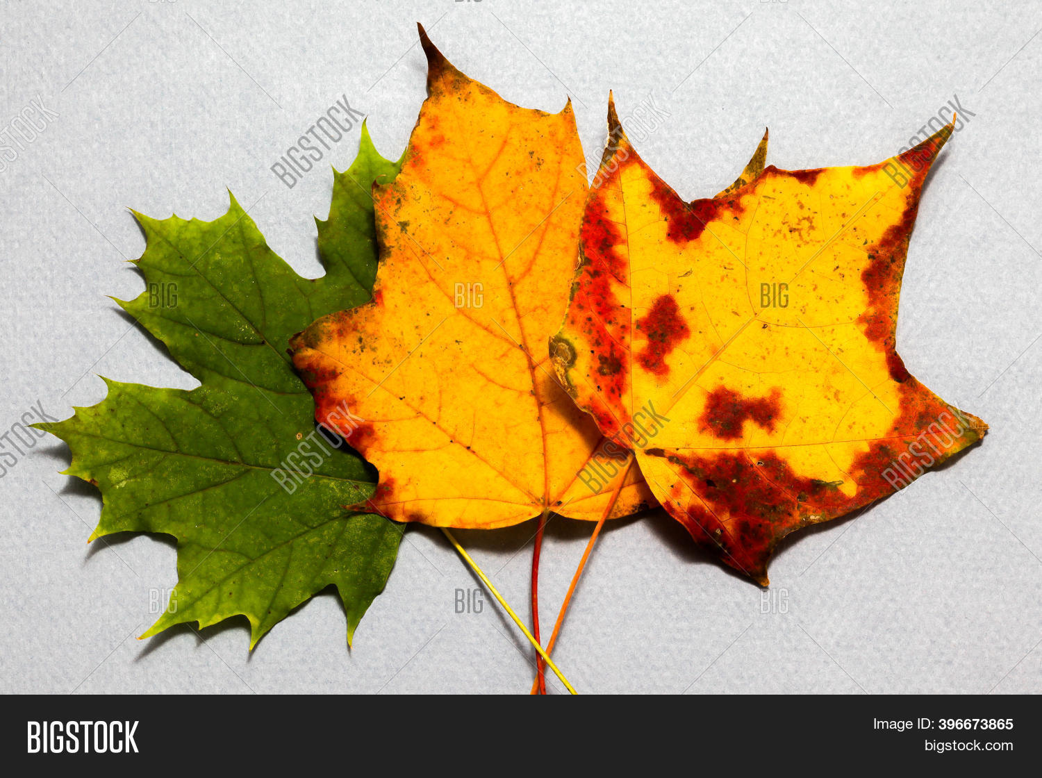 Three Autumn Colored Image & Photo (Free Trial) | Bigstock
