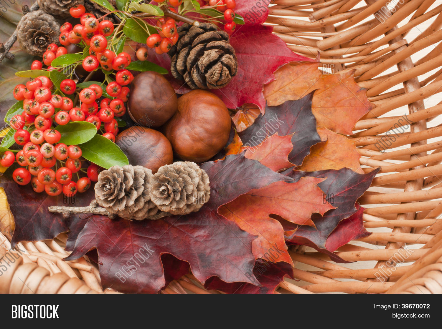 Autumn Collection, Image & Photo (Free Trial) | Bigstock
