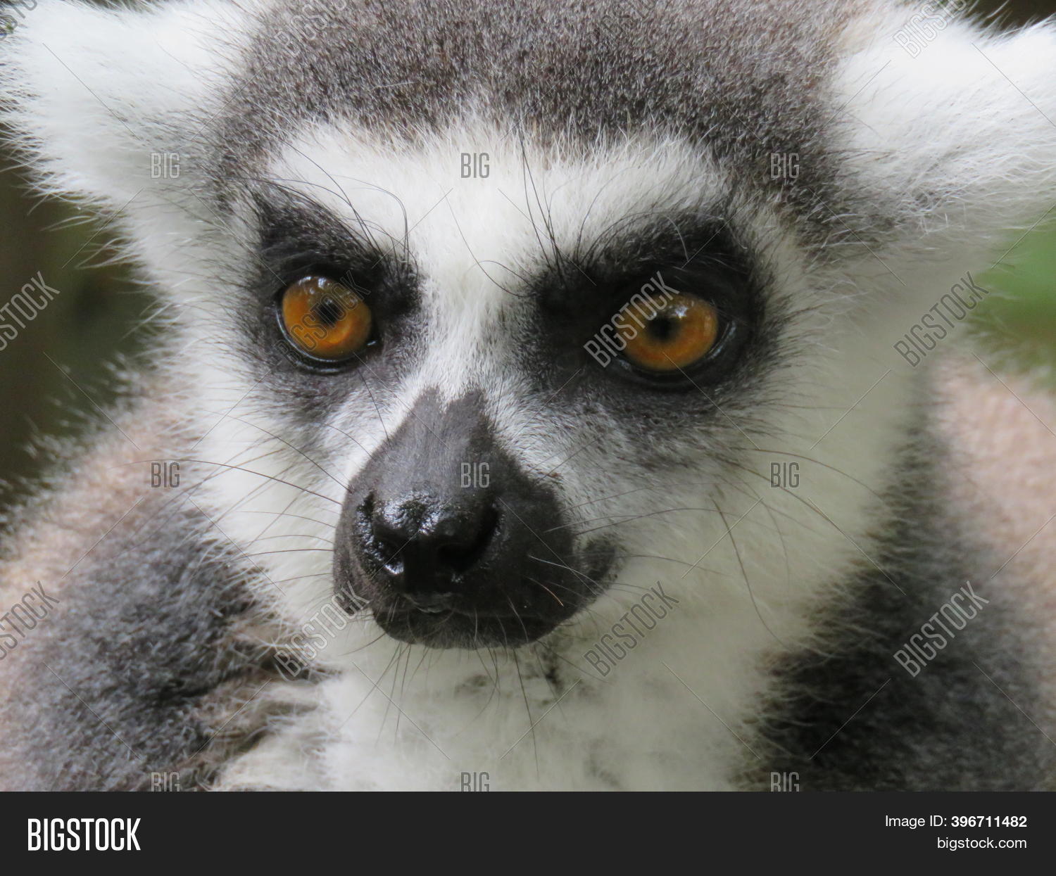 Ring Tailed Lemur Face