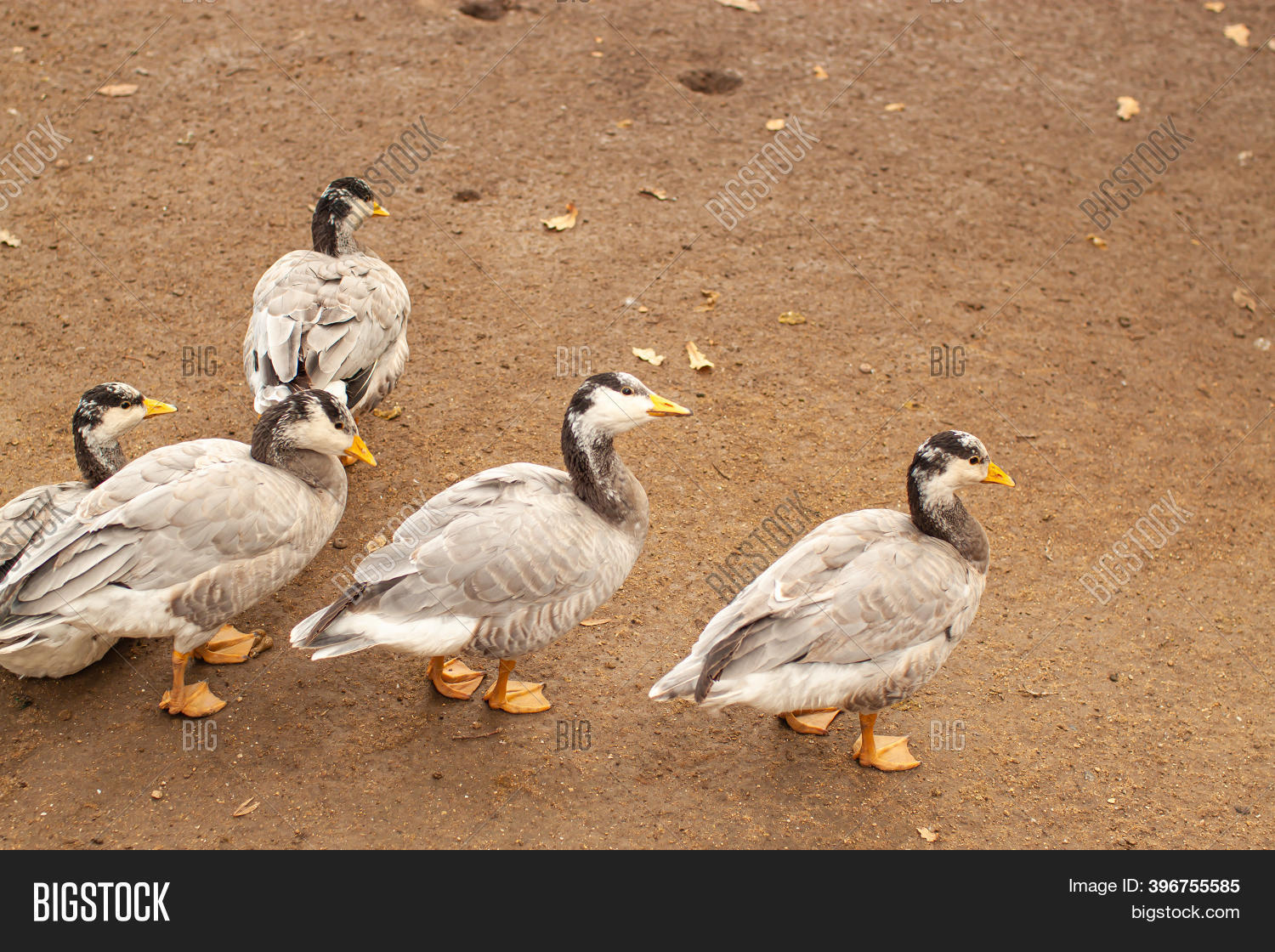 Ducks Walking On Floor Image & Photo (Free Trial) | Bigstock