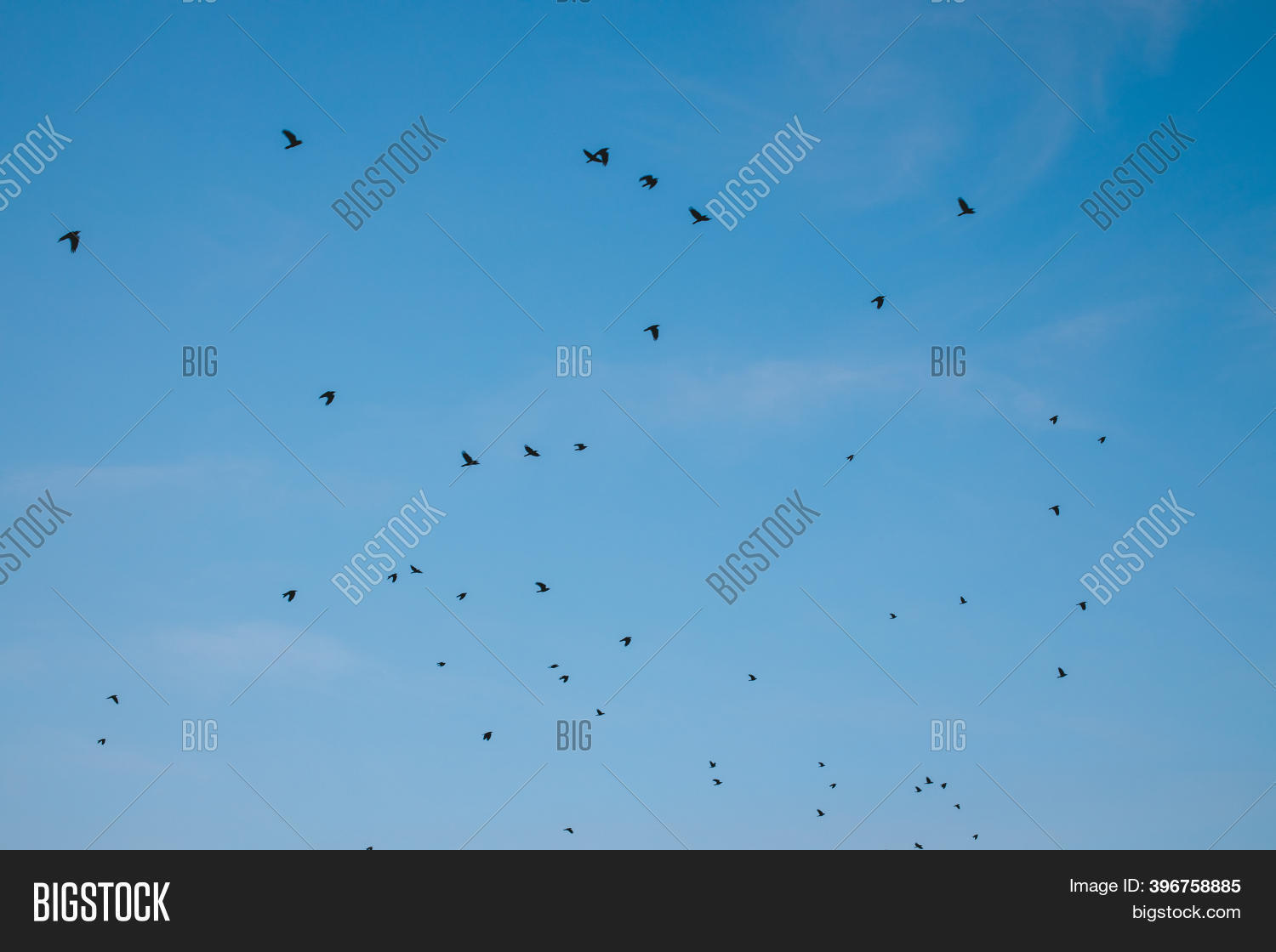 Flying Birds Spring Image & Photo (Free Trial) | Bigstock