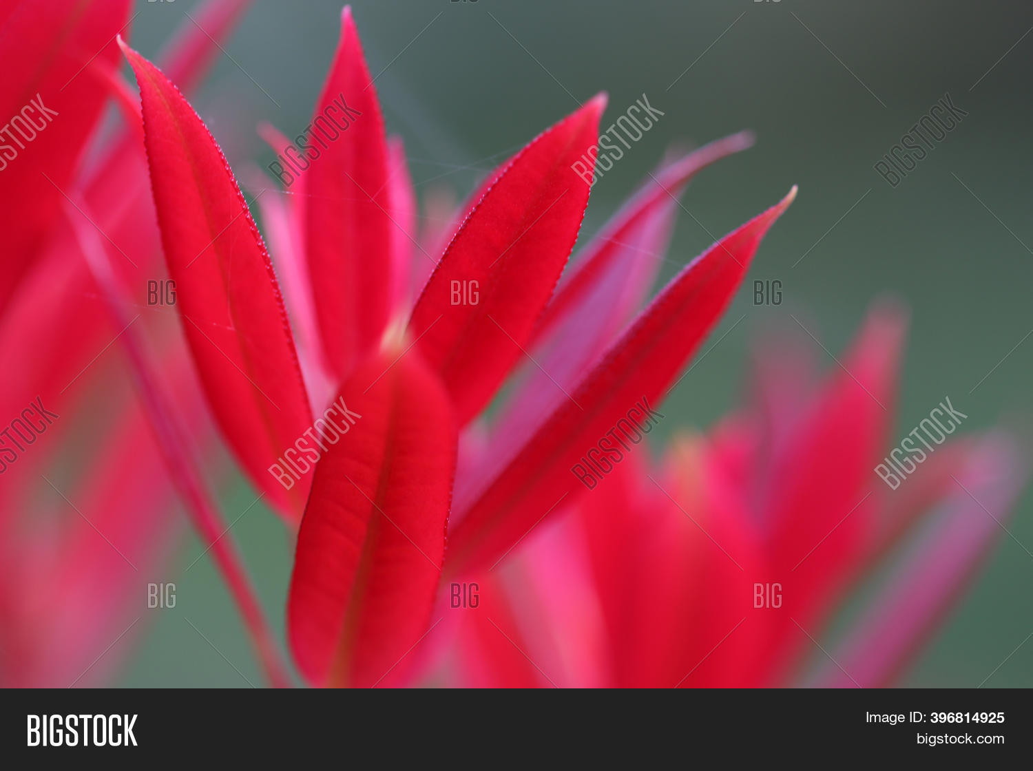 New Bright Red Shoots Image & Photo (Free Trial) | Bigstock