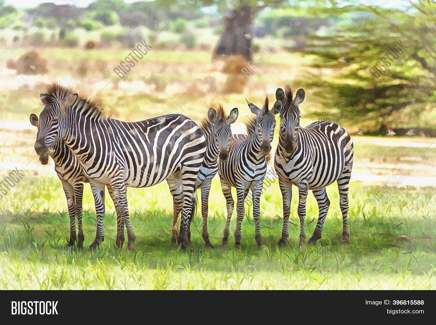 Zebra, Equs Burchelli Image & Photo (Free Trial) | Bigstock