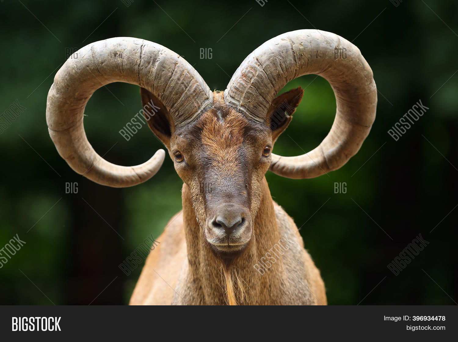 East Caucasian Tur Image & Photo (Free Trial) | Bigstock