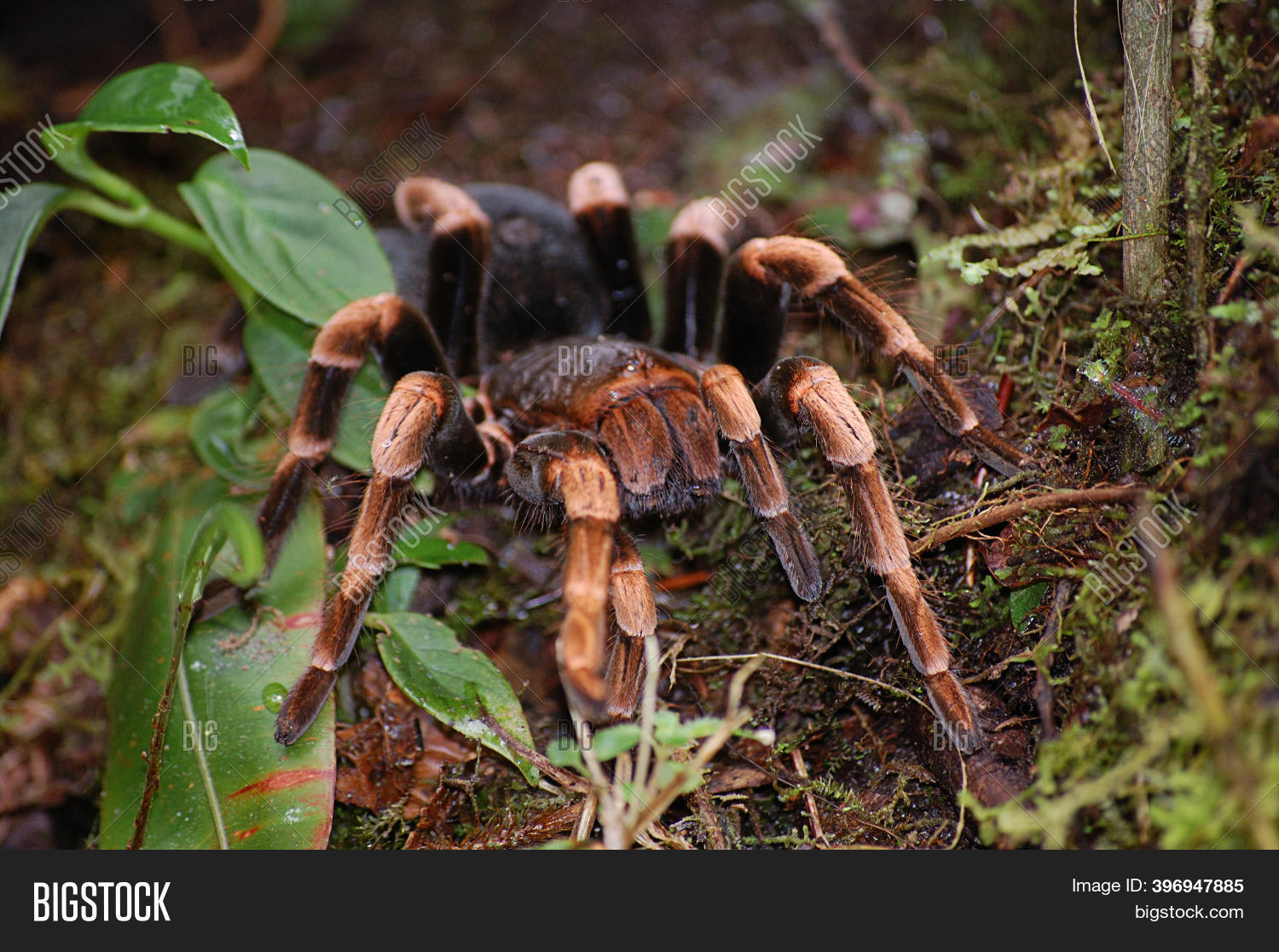 Large Tarantula Image & Photo (Free Trial) | Bigstock