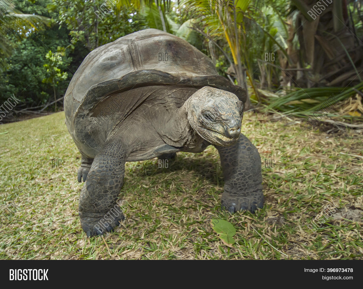 Giant Turtle ( Image & Photo (Free Trial) | Bigstock