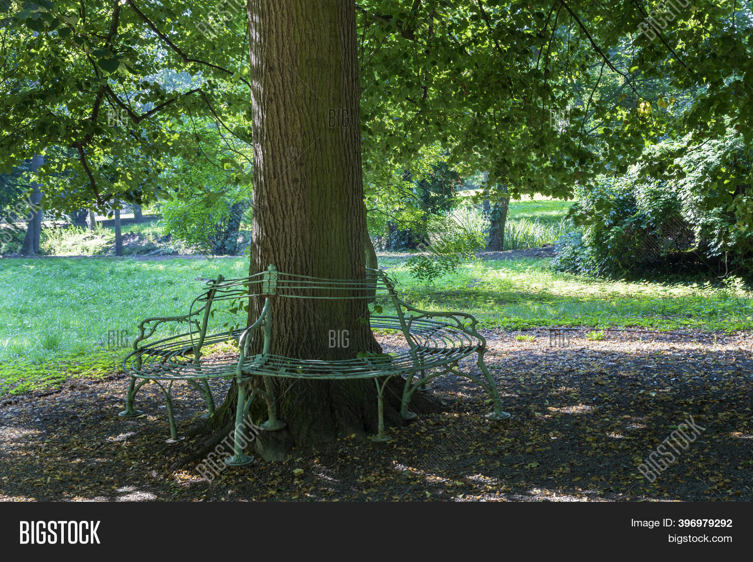 Big Tree Forms Shadow Image & Photo (Free Trial) | Bigstock