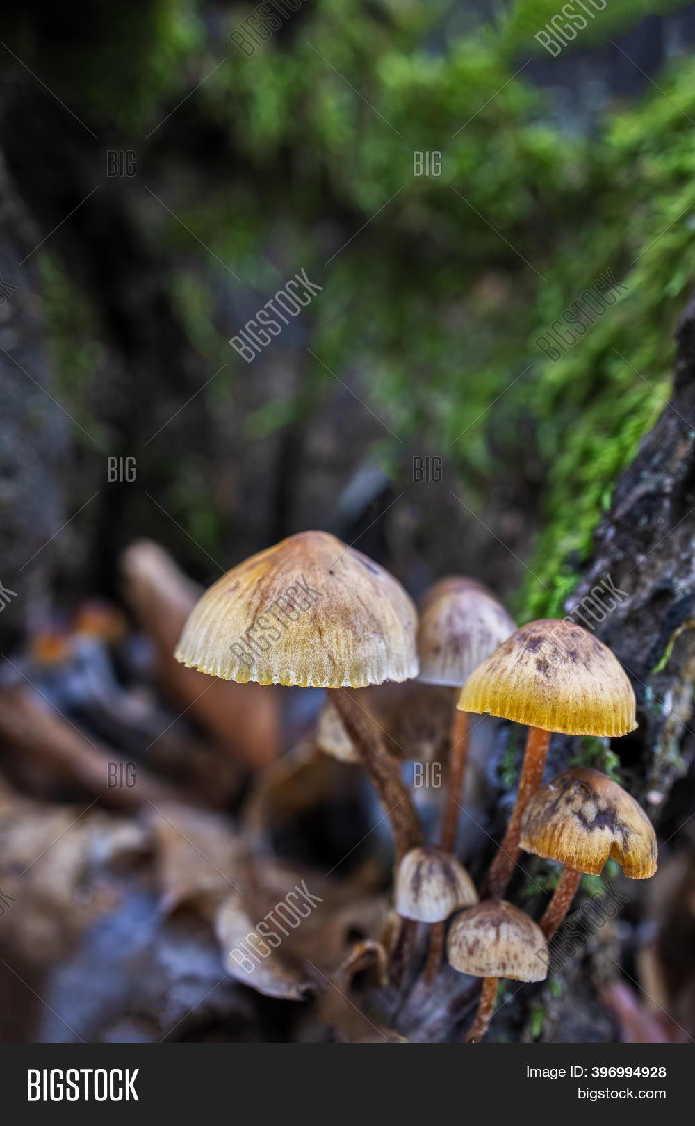 Mycena Sp. Small Image & Photo (Free Trial) | Bigstock