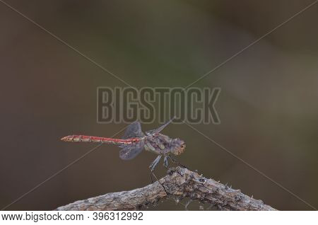 Female Island Darter Image & Photo (Free Trial) | Bigstock