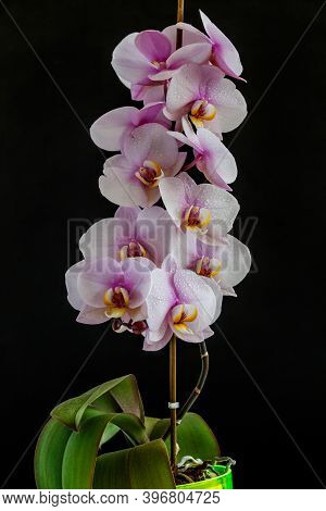 Orchid Images, Illustrations & Vectors (Free) - Bigstock