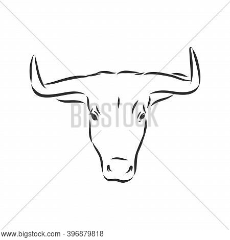 Sketch Bull. Vector Vector & Photo (Free Trial) | Bigstock