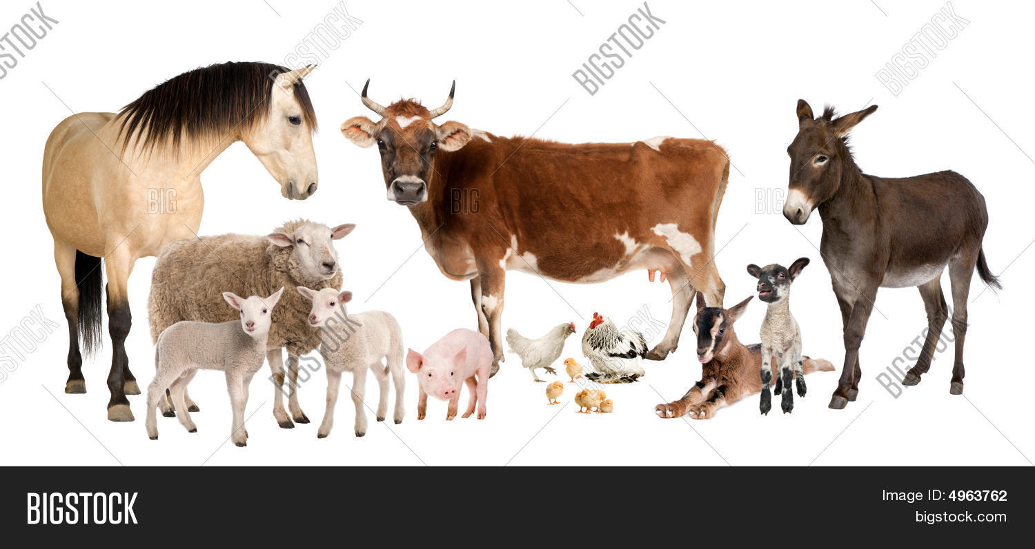 Group Farm Animals : Image & Photo (Free Trial) | Bigstock