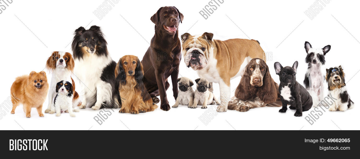 Group Dogs Sitting Image & Photo (Free Trial) | Bigstock
