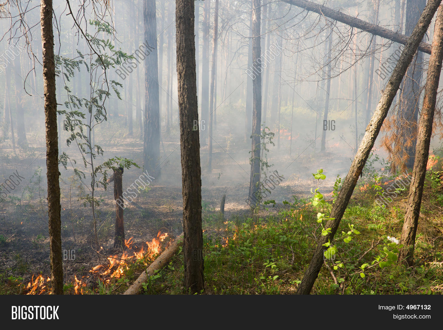 Imagen y foto Fuego En El Bosque (prueba gratis) | Bigstock