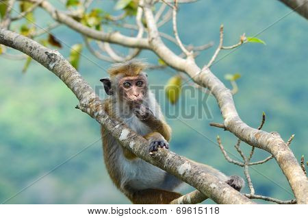 Young Itchy Monkey Image & Photo (Free Trial) | Bigstock
