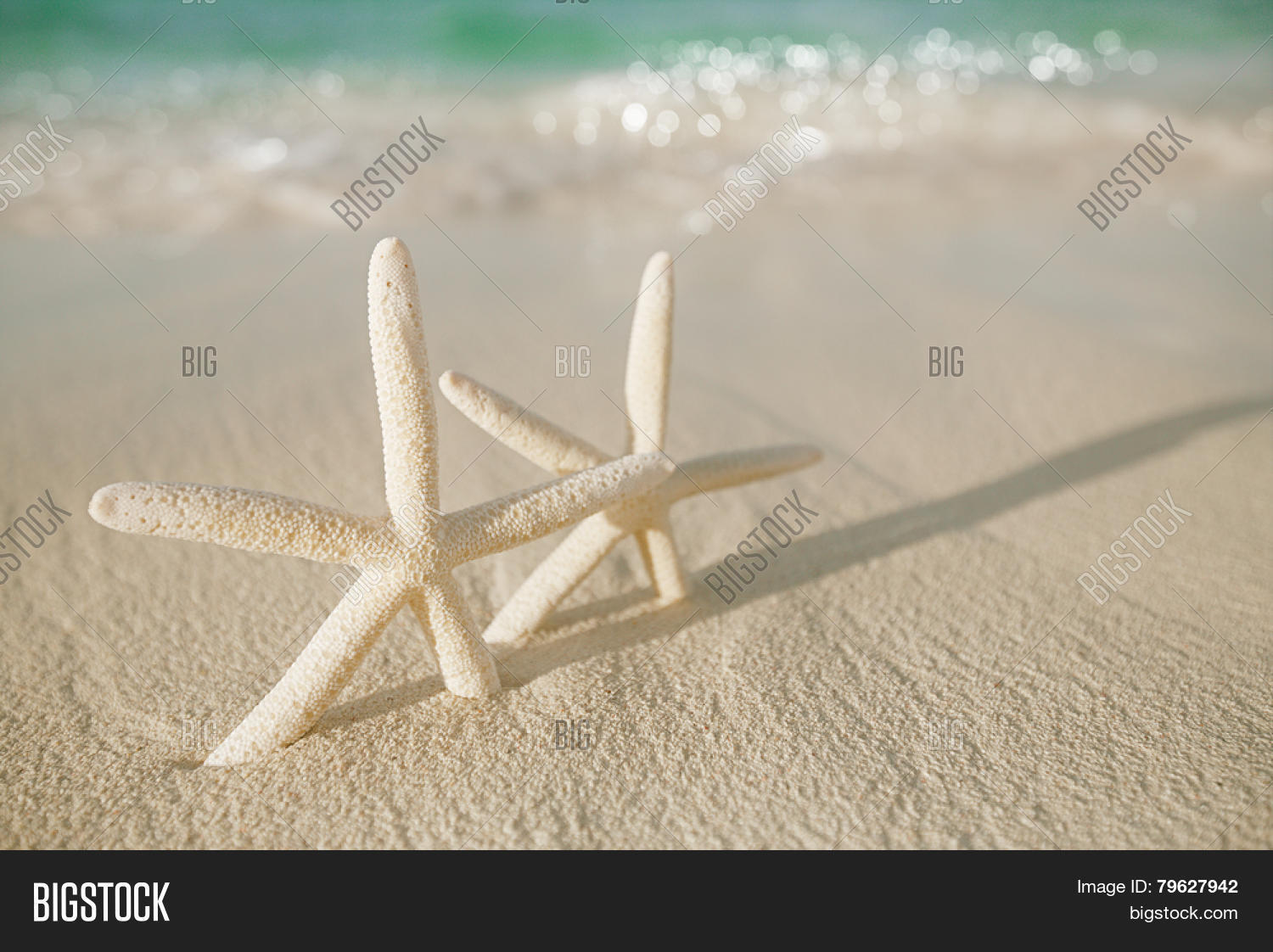 White Starfish On Image & Photo (Free Trial) | Bigstock