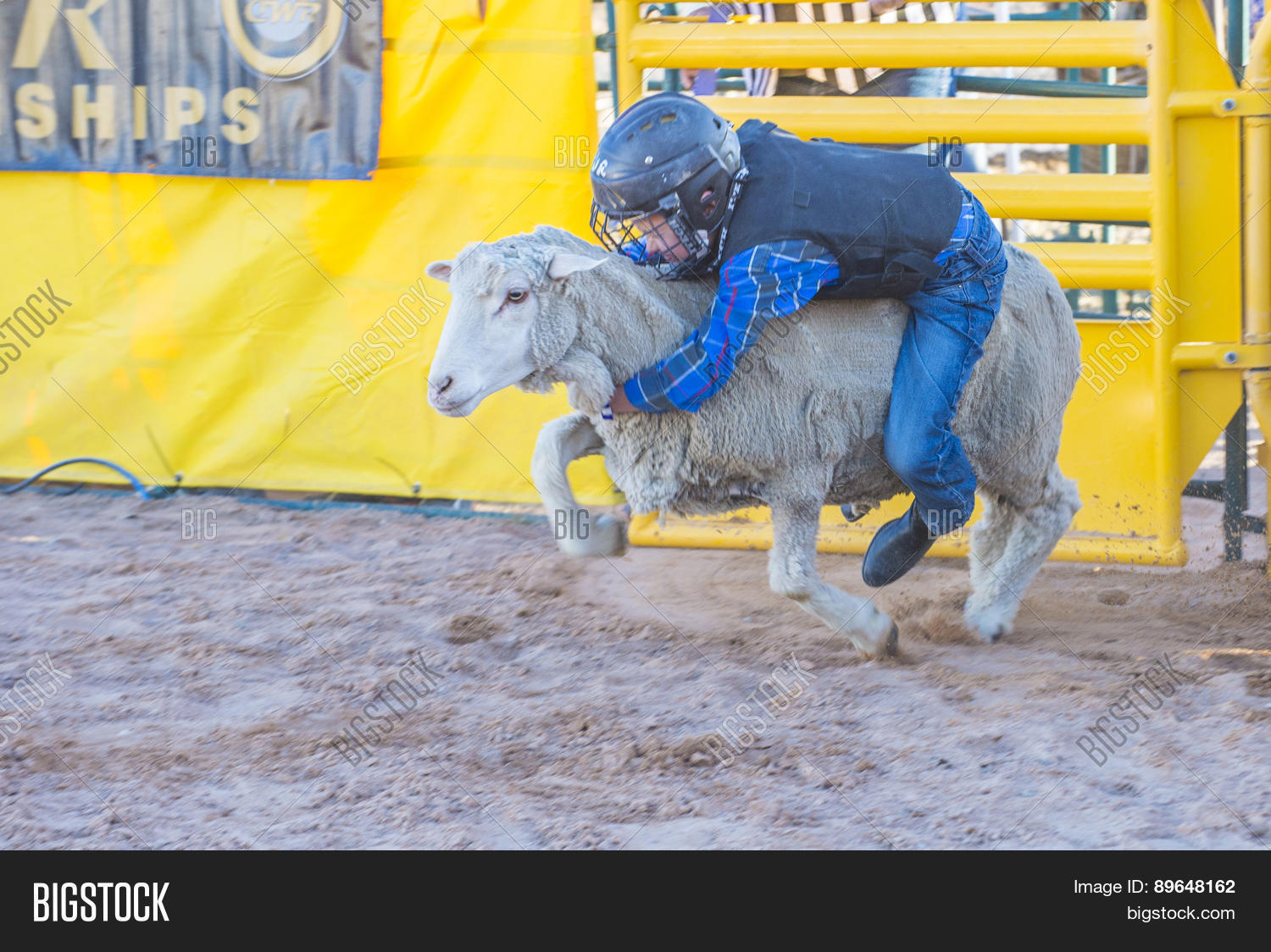 Mutton Busting Image & Photo (Free Trial) | Bigstock