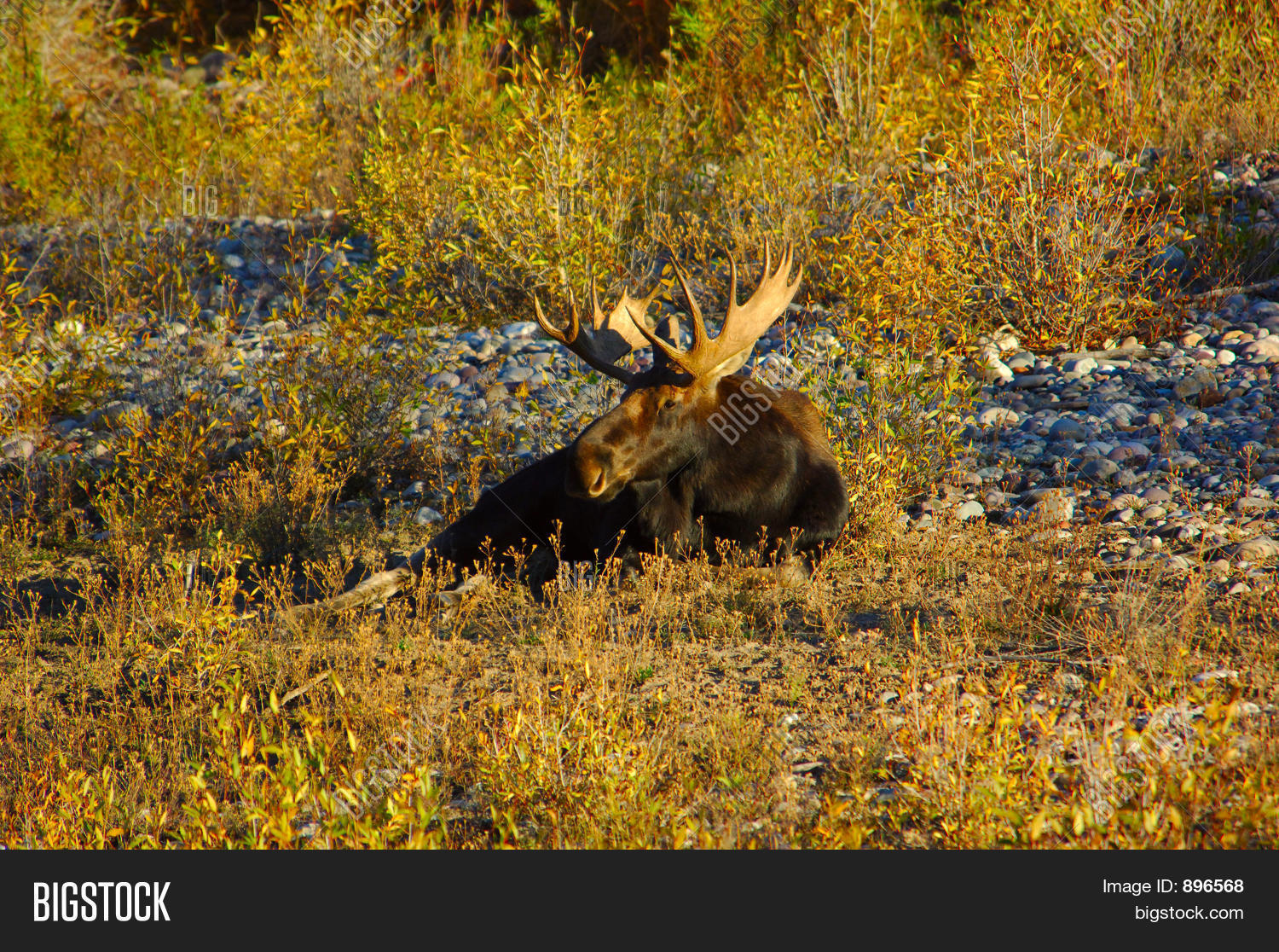 Bull Moose Laying Down Image & Photo (Free Trial) | Bigstock