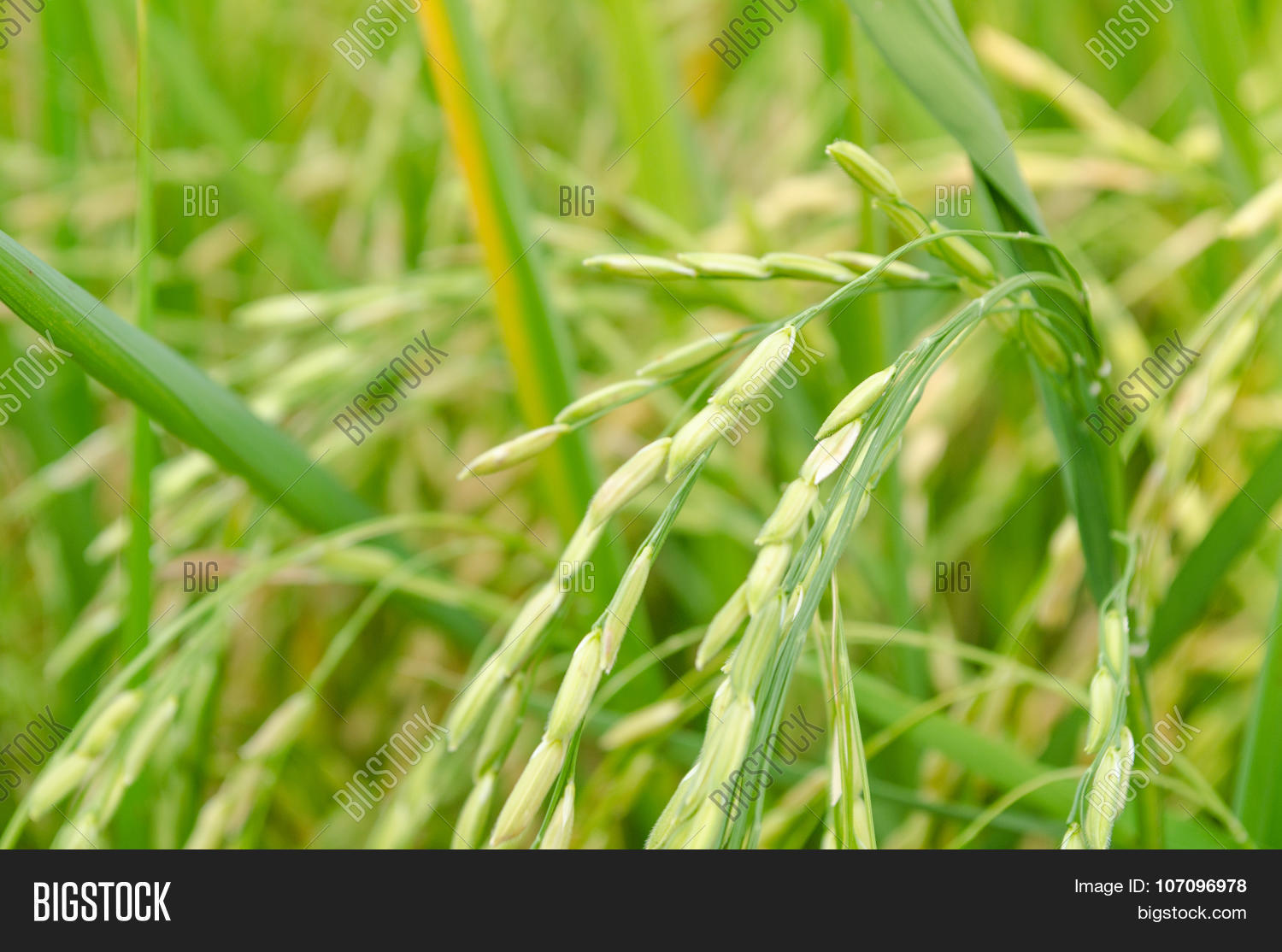 Asian Rice Grow Paddy Image & Photo (Free Trial) | Bigstock