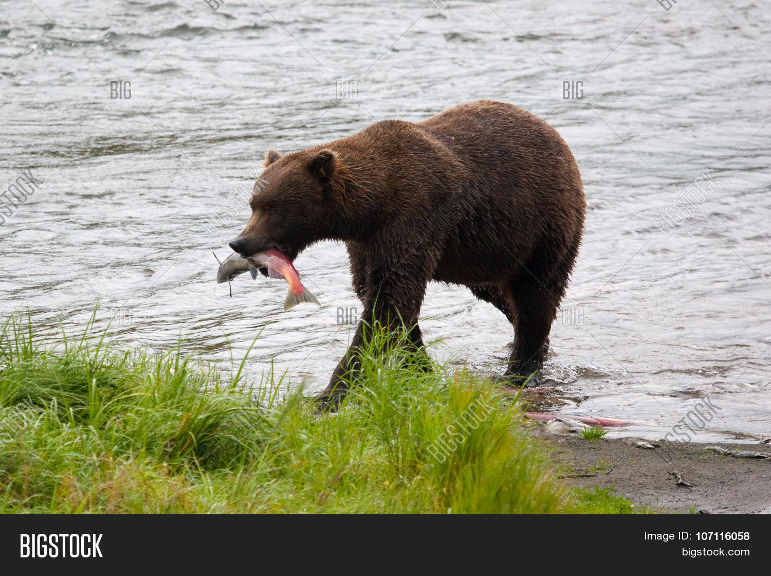 Brown Bear Eating Fish Image & Photo (Free Trial) | Bigstock