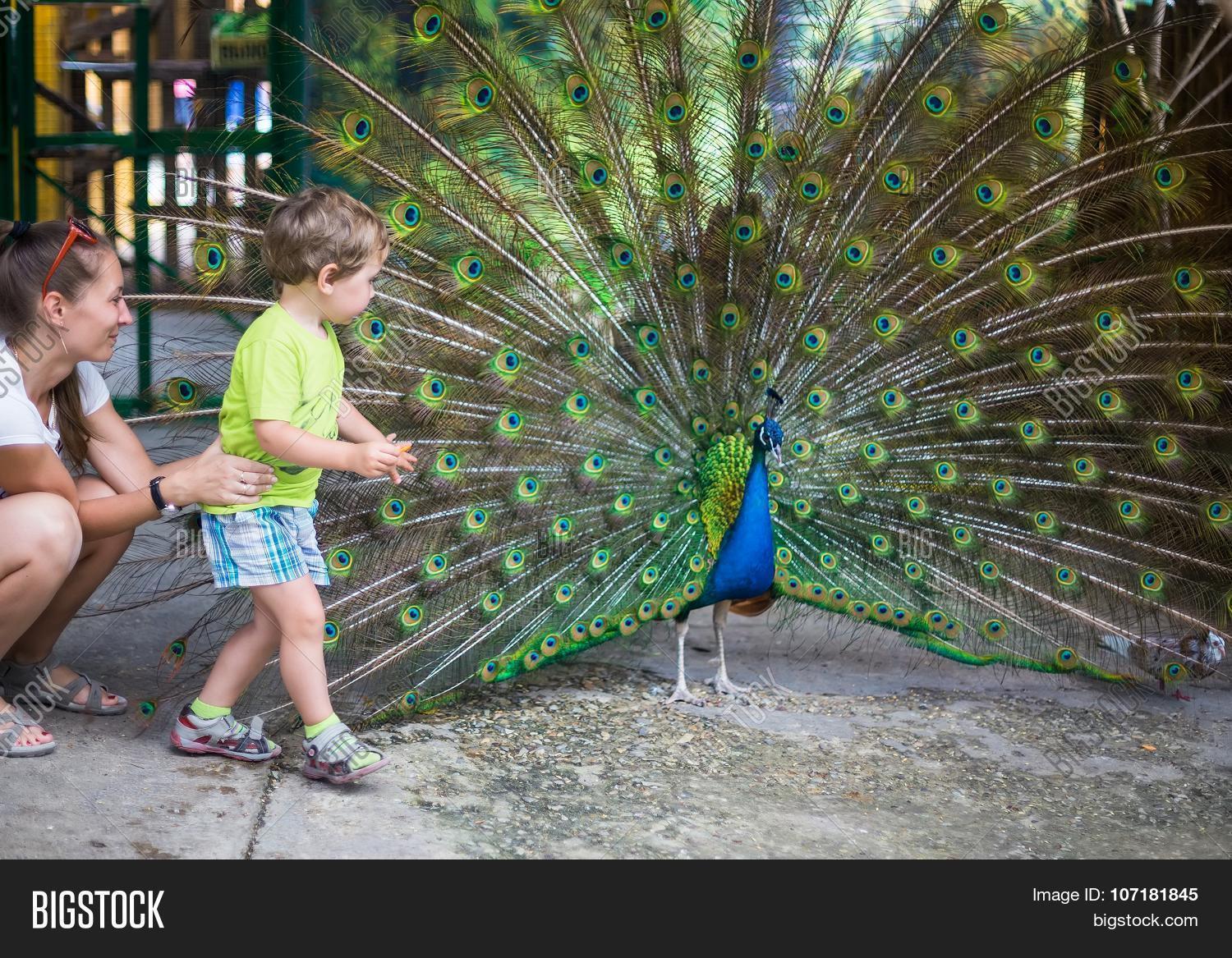 Child Peacock Image & Photo (Free Trial) | Bigstock