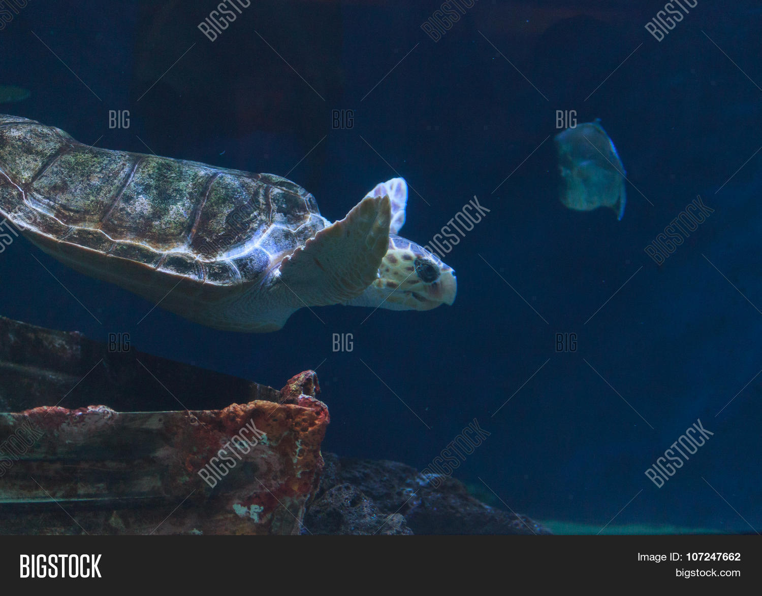 Juvenile Loggerhead Image & Photo (Free Trial) | Bigstock