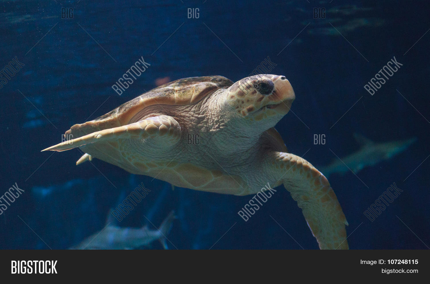 Juvenile Loggerhead Image & Photo (Free Trial) | Bigstock