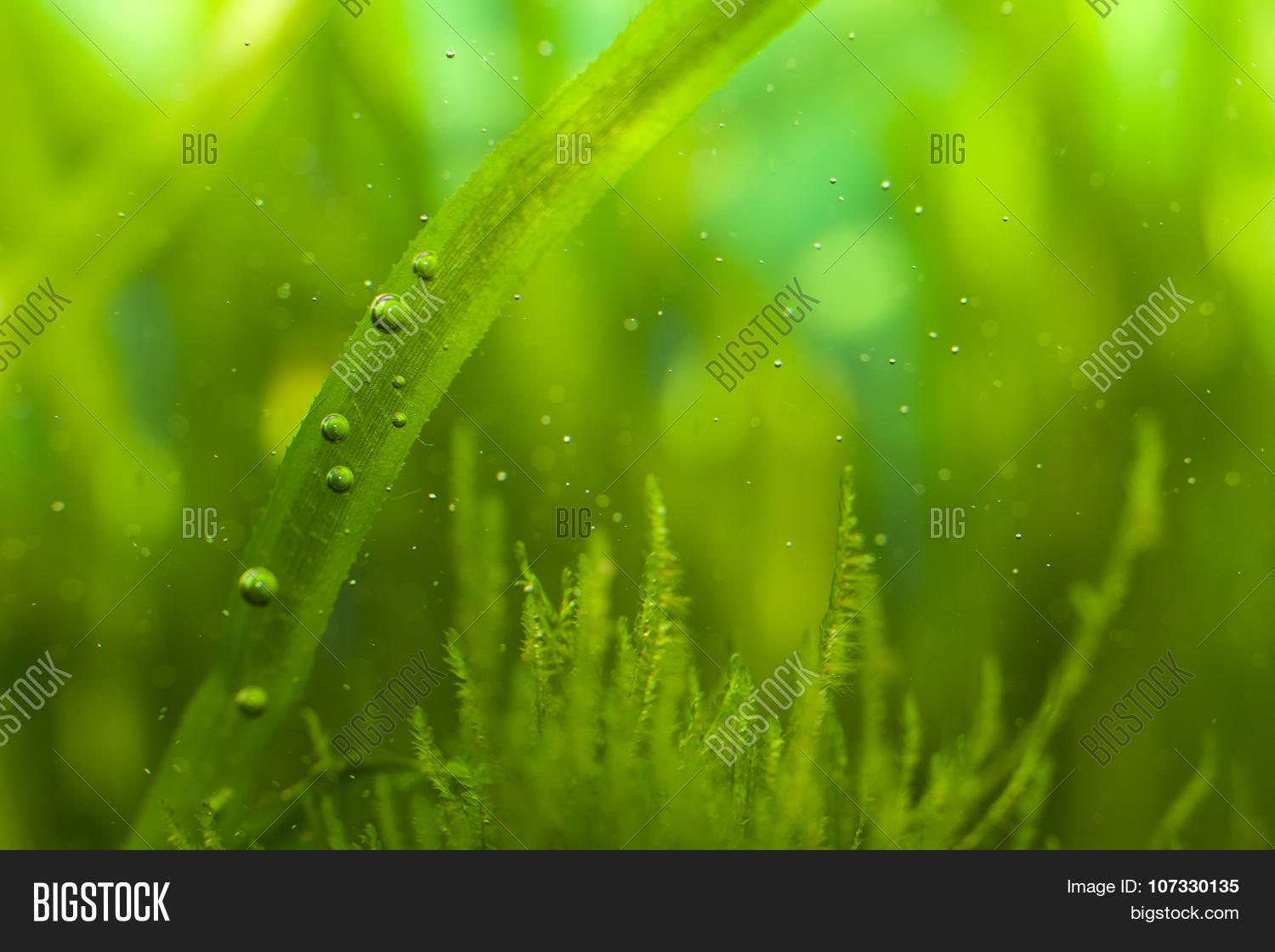 Bubbles Algae Image & Photo (Free Trial) | Bigstock