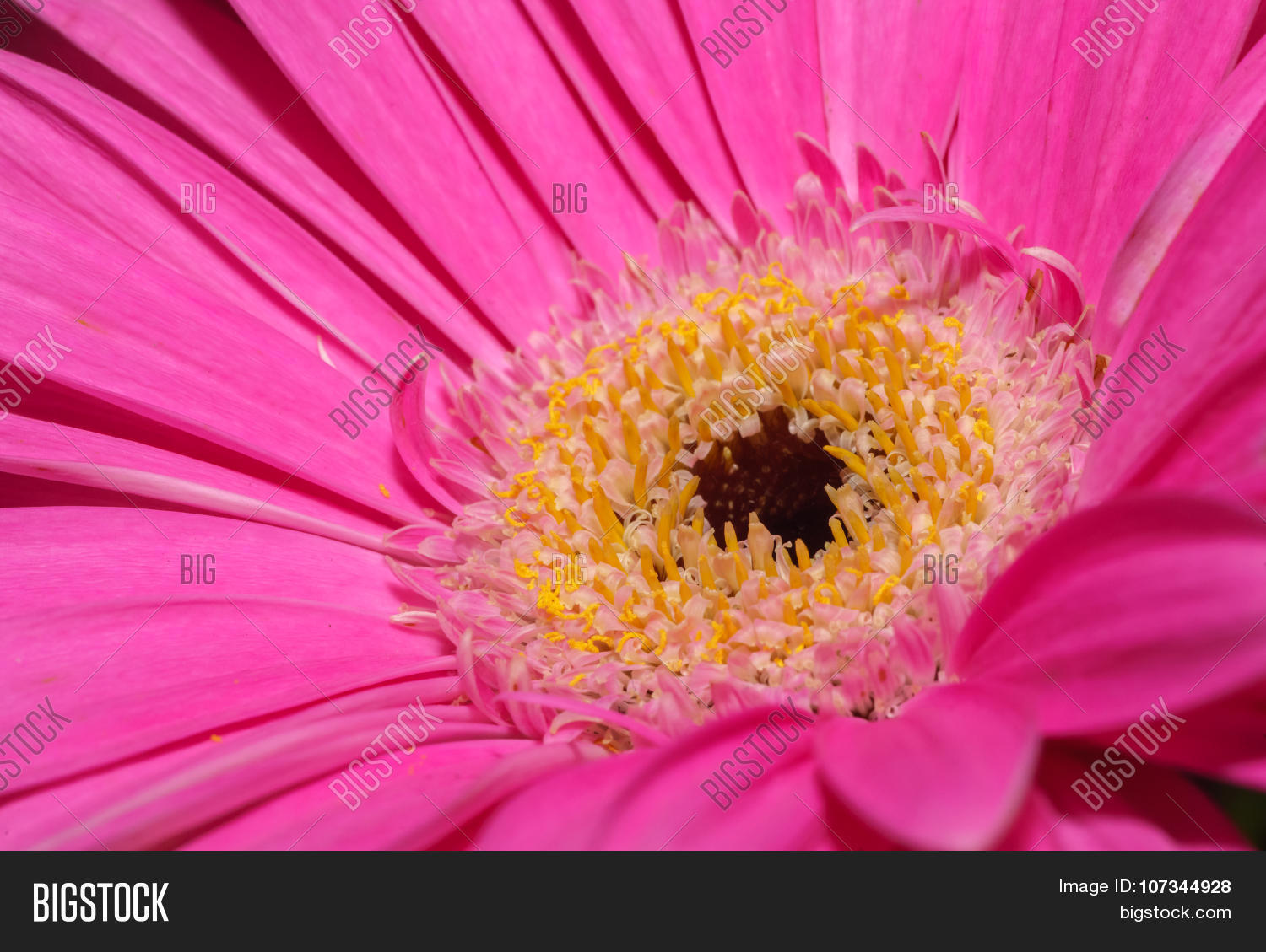 Pink Flower Coral Image & Photo (Free Trial) | Bigstock