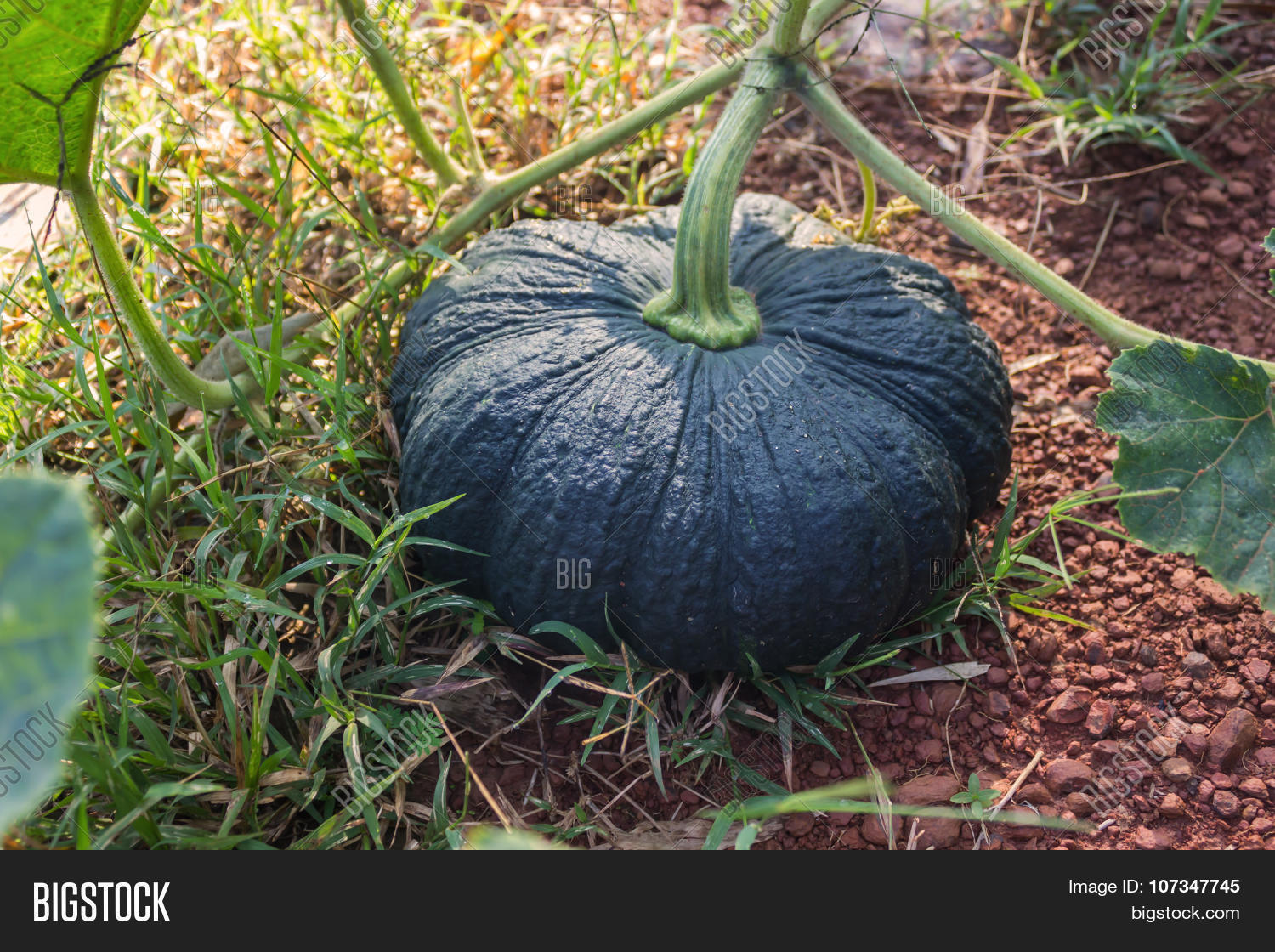 Fresh Pumpkin Climber Image & Photo (Free Trial) | Bigstock