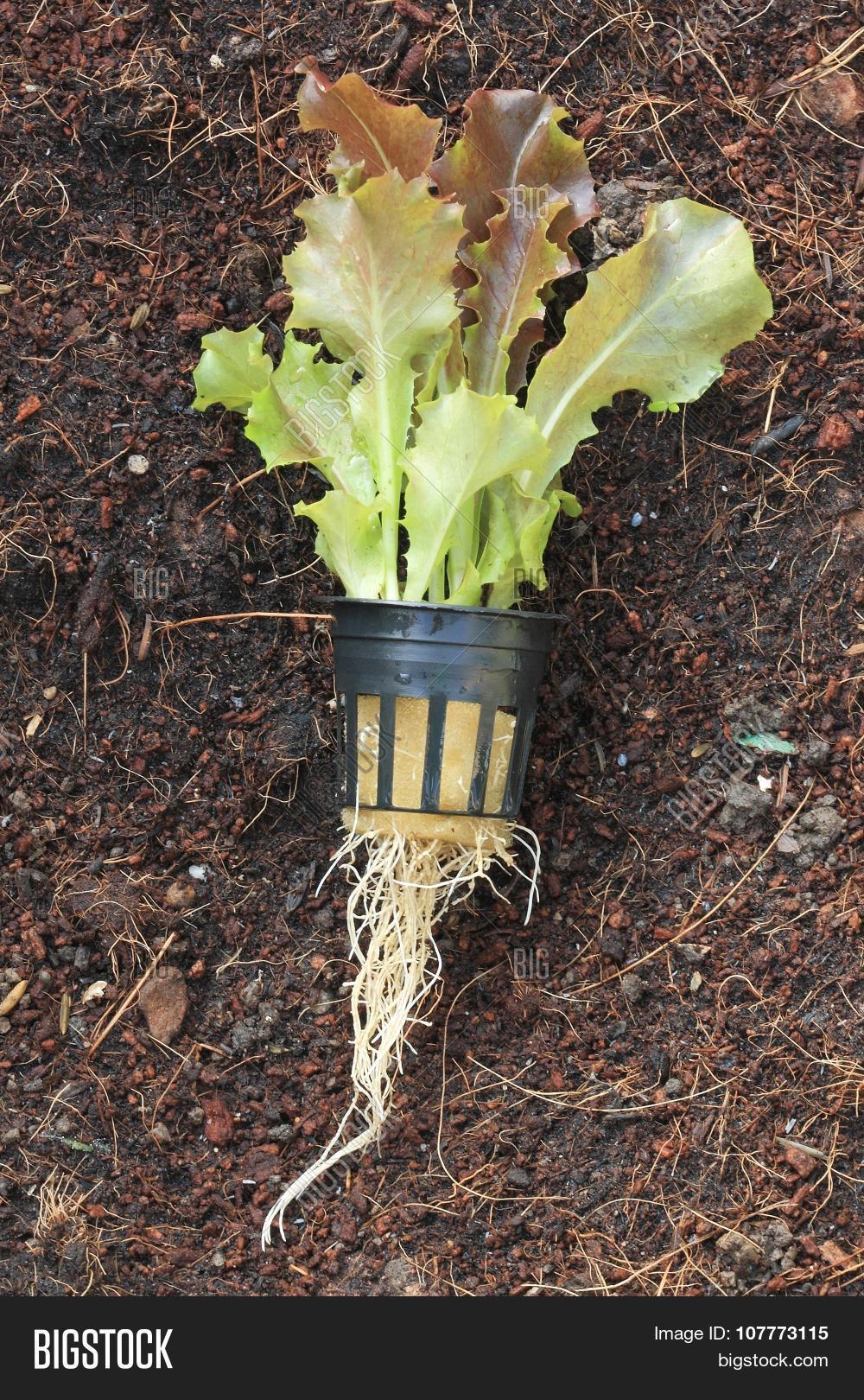 Young Red Batavia Image & Photo (Free Trial) | Bigstock