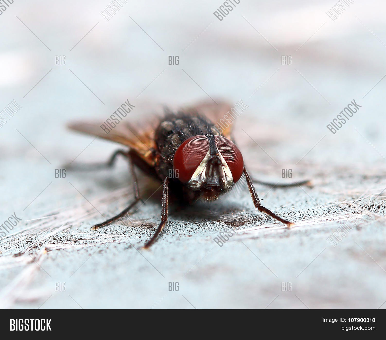 Fly Red Eyes Macro Image & Photo (Free Trial) | Bigstock