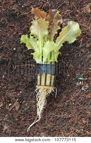 Young Red Batavia Image & Photo (Free Trial) | Bigstock