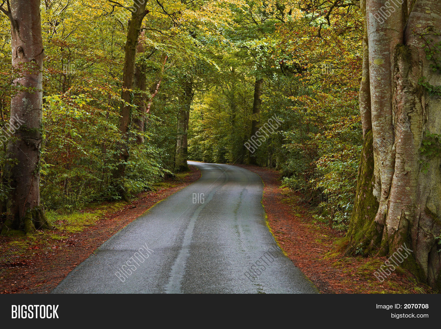 Autumn Tree Lined Road Image & Photo (Free Trial) | Bigstock