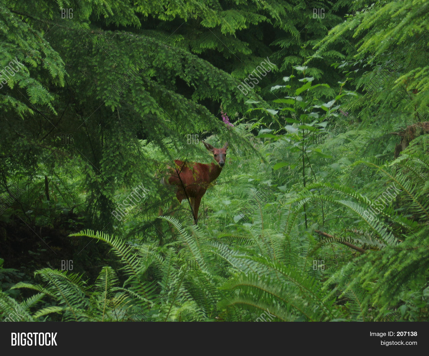 Hidden Deer Image & Photo (Free Trial) | Bigstock